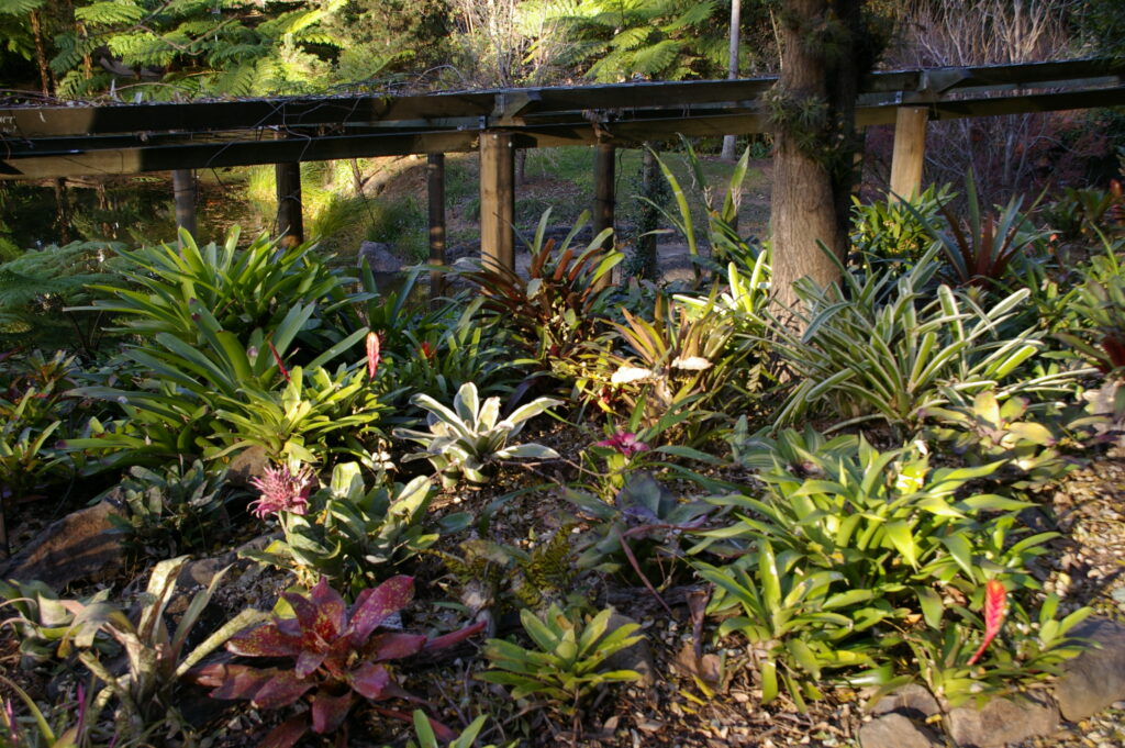Bromeliad Garden - Tamborine Mountain Regional Botanic Gardens
