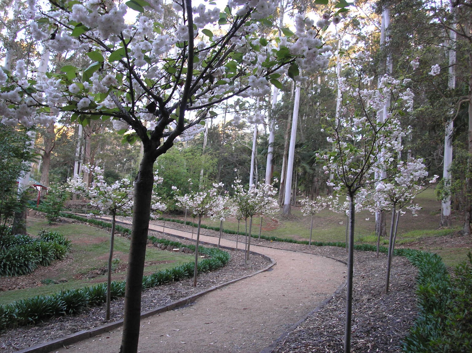 White Flower Walk - Tamborine Mountain Regional Botanic Gardens