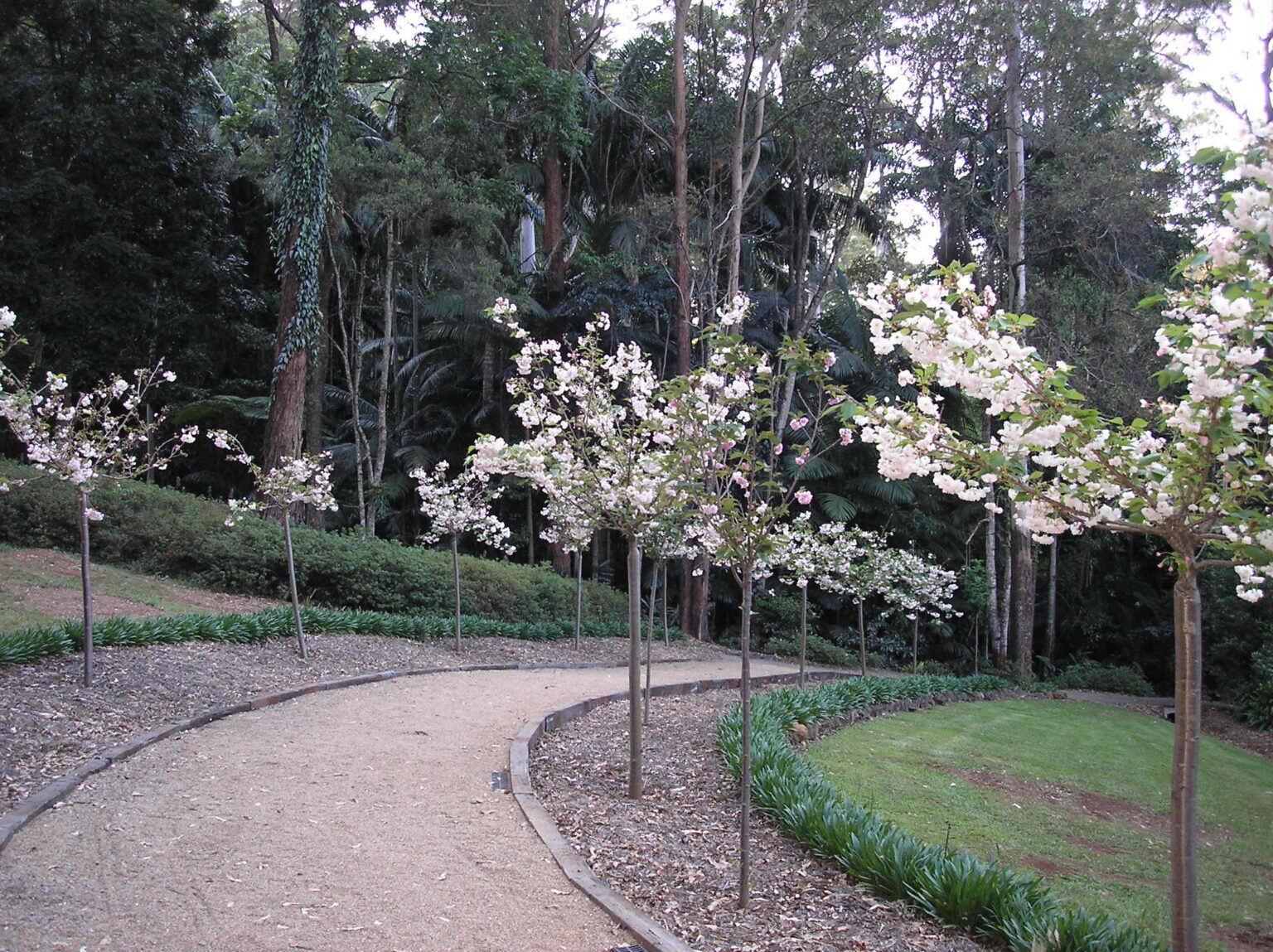 White Flower Walk - Tamborine Mountain Regional Botanic Gardens